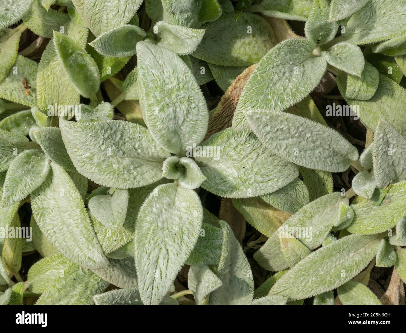 Beautiful foliage of Lamb's Ear (Stachys byzantina Silver Carpet) plant ...