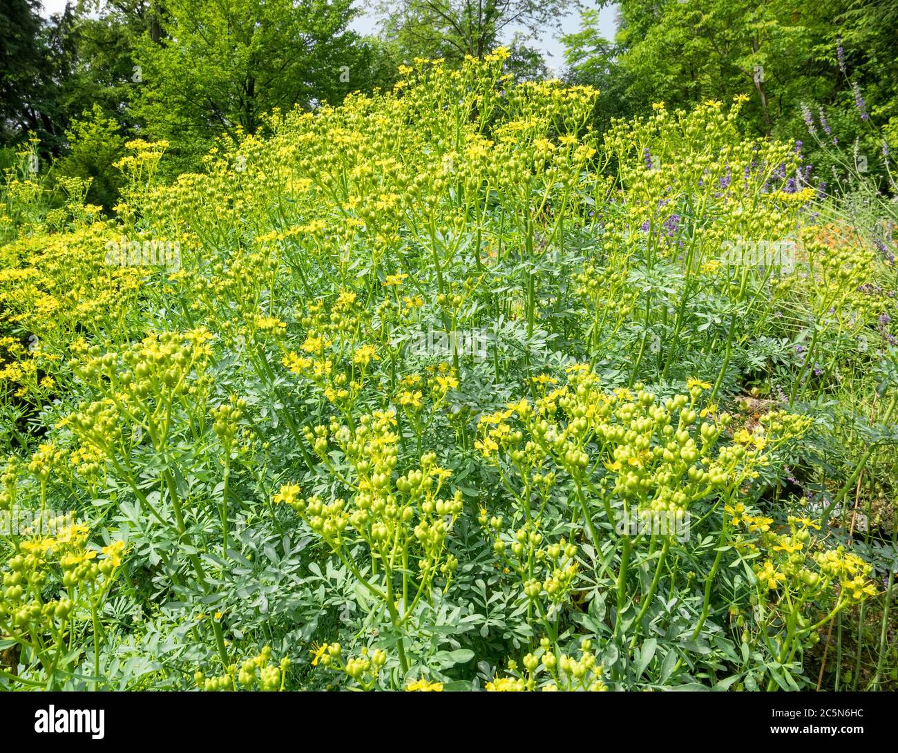Yellow flowers of Ruta graveolens also known as common rue or herb of ...