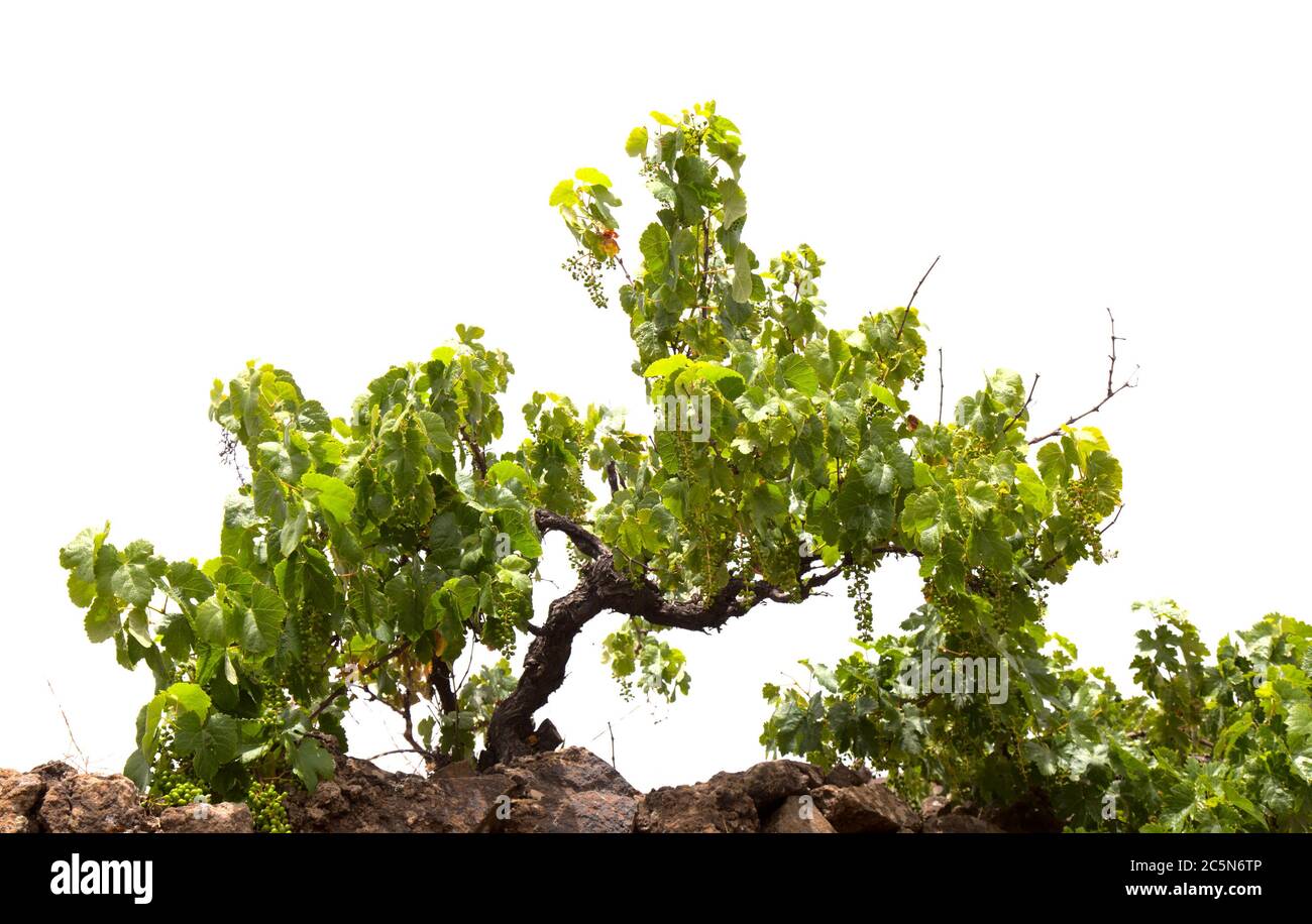 vine plant, Vitis vinifera, isolated on white Stock Photo - Alamy