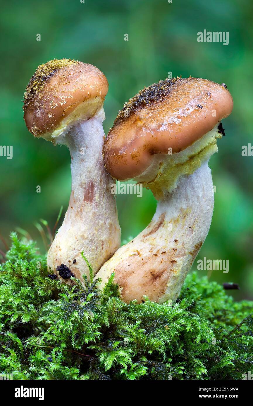 Woodland fungi mushrooms in the autumn fall Stock Photo - Alamy