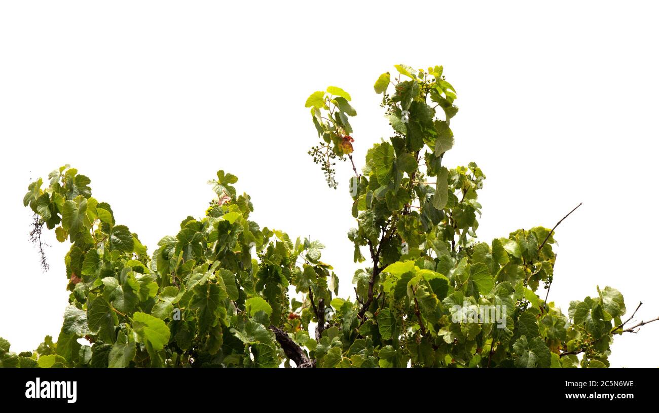 vine plant, Vitis vinifera, isolated on white Stock Photo - Alamy