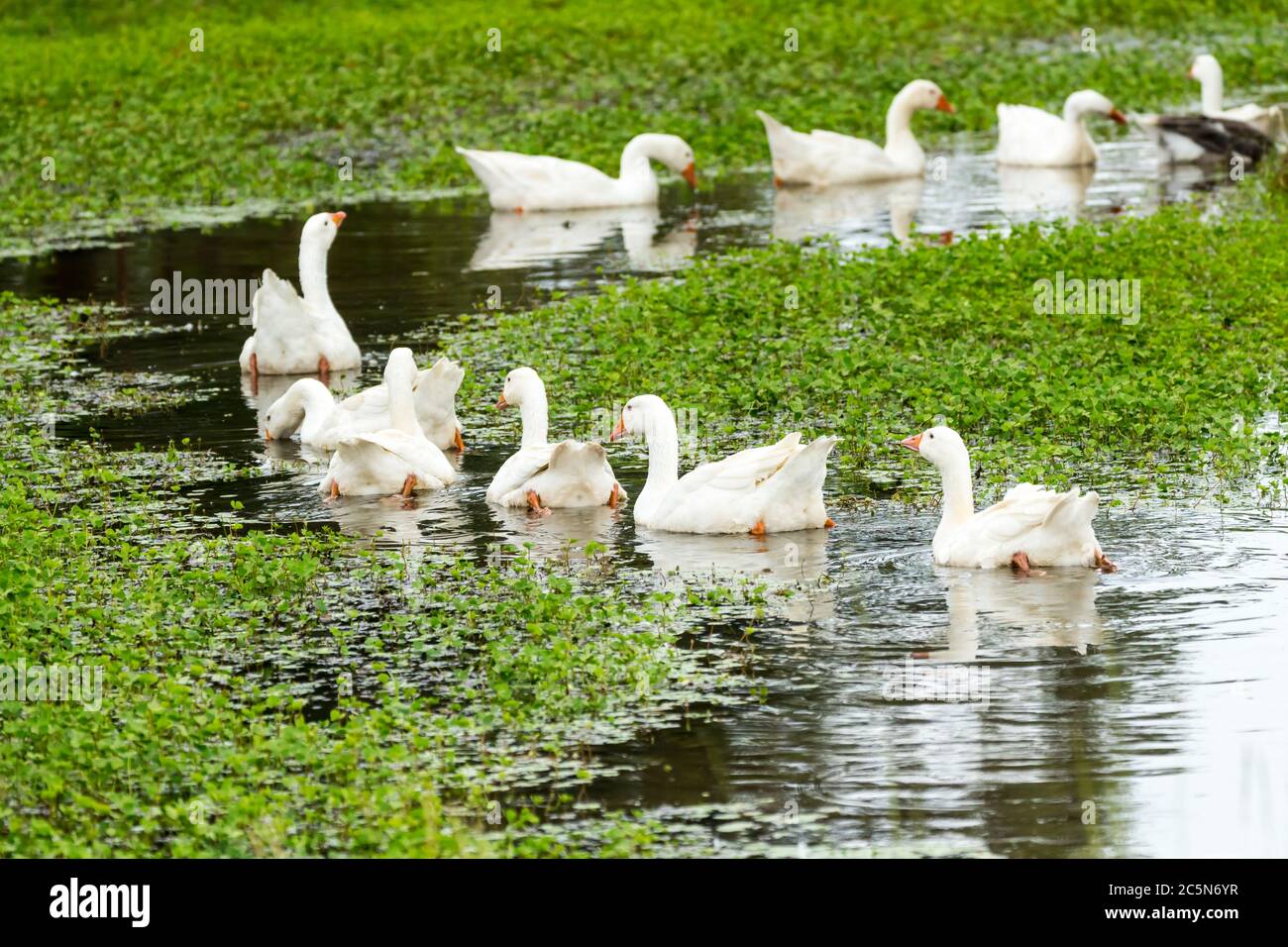 Other geese in pond hi-res stock photography and images - Alamy