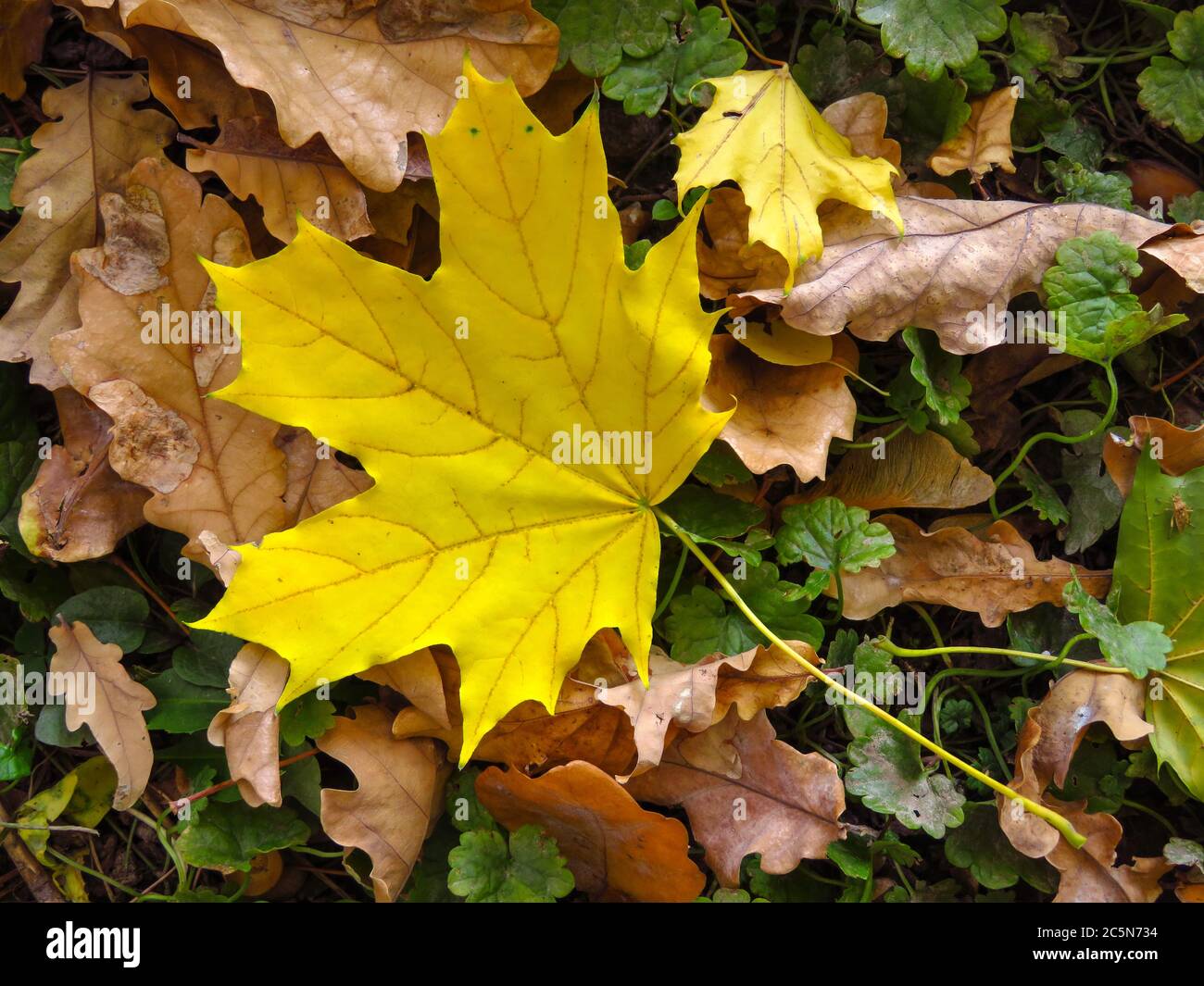 Yellow maple leaf on the ground in the autumn forest Stock Photo - Alamy