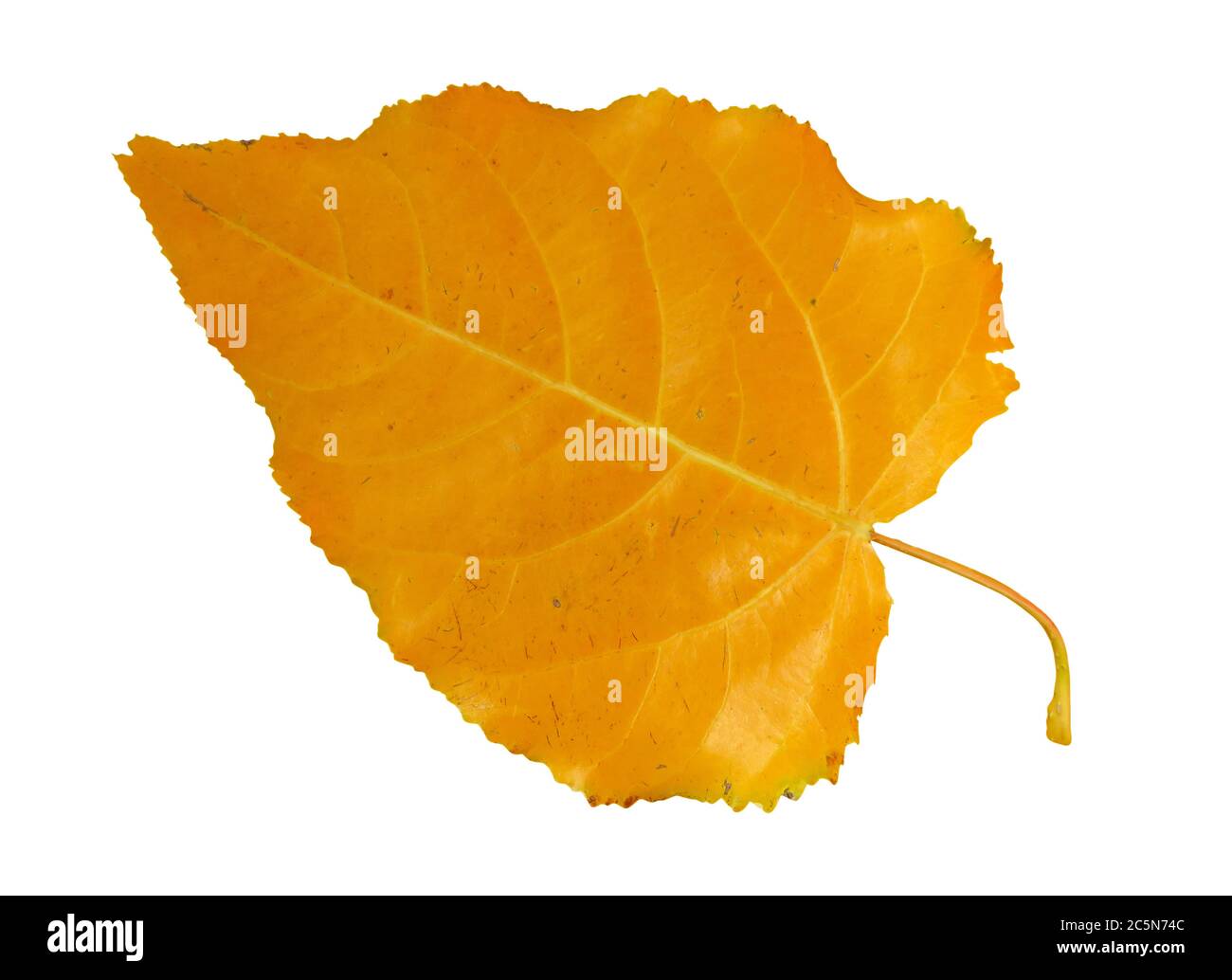 Yellow poplar leaf isolated on white with Clipping Path Stock Photo - Alamy