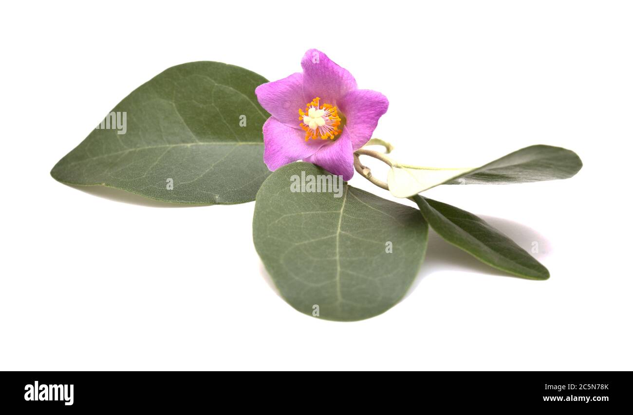 Itchy Bomb Tree High Resolution Stock Photography and Images - Alamy