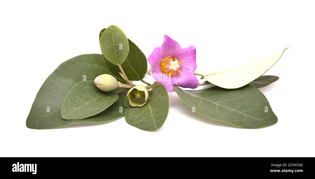 pink flowers of Lagunaria patersonia, pyramid tree, isolated on white ...