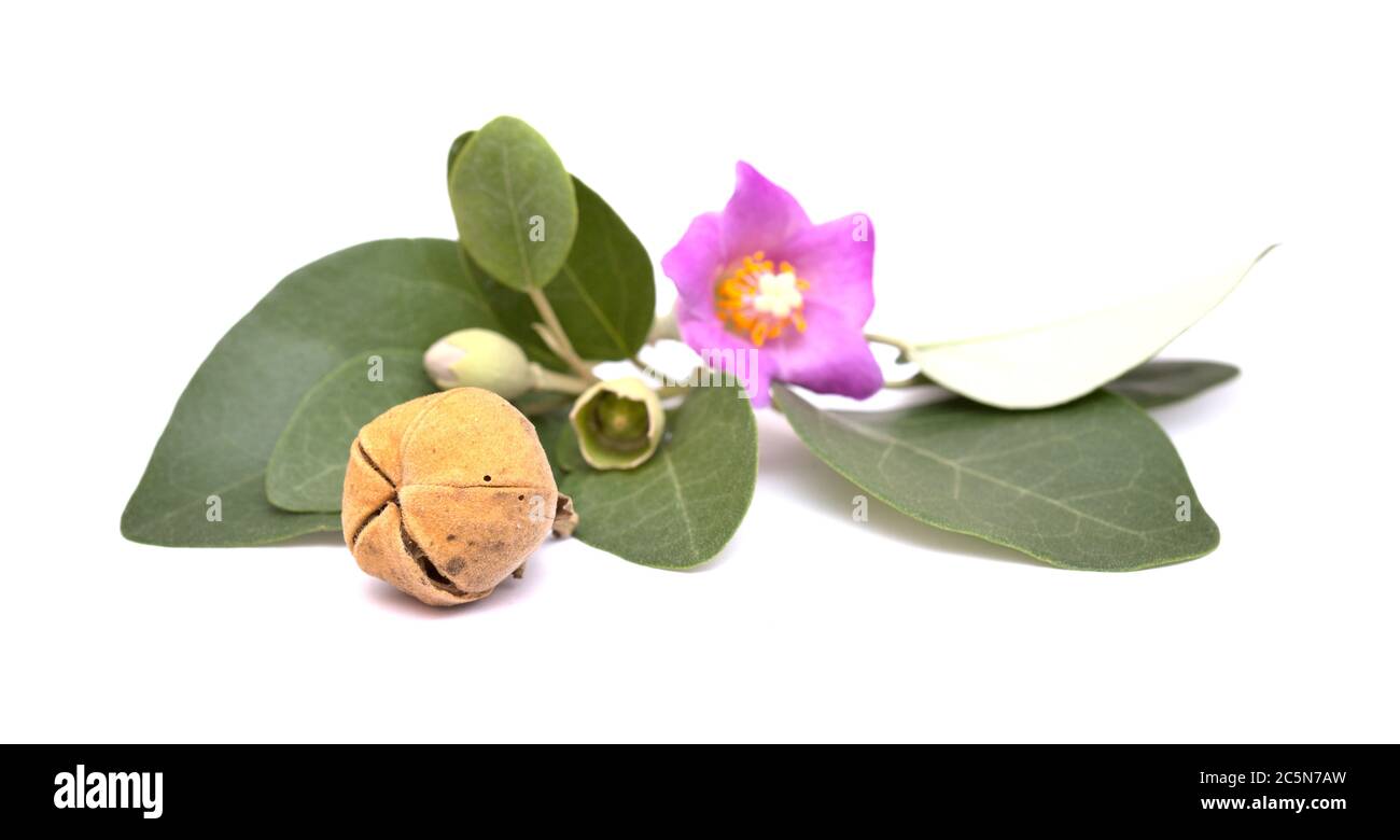 pink flowers of Lagunaria patersonia, pyramid tree, isolated on white ...