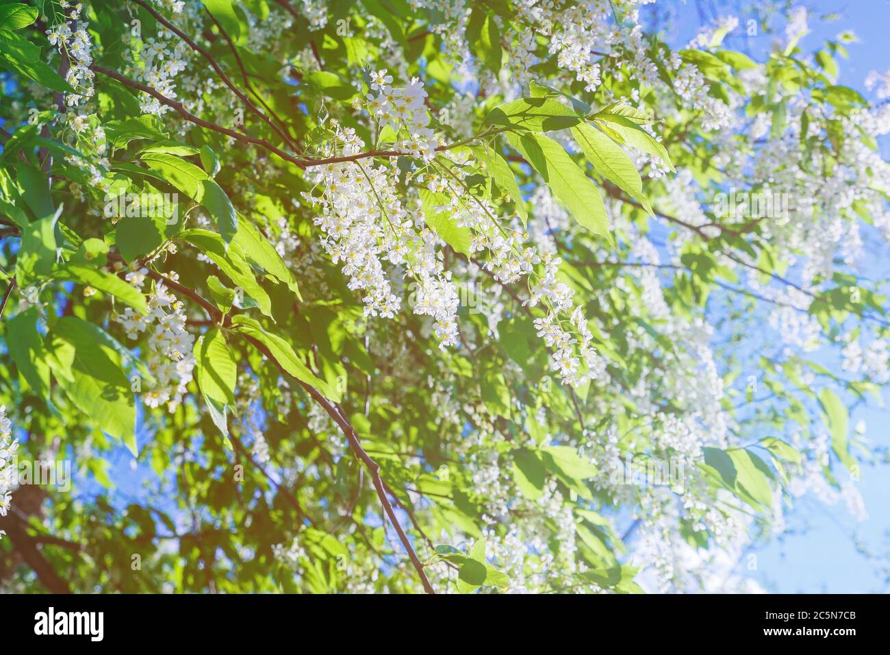 Spring flowering of the cherry tree with a Sunny glow on the side Stock ...