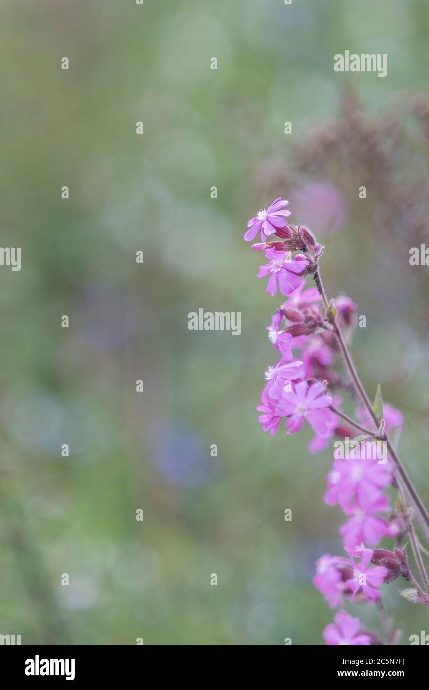 The pretty delicate flowers of the Red Campion plant. Silene dioica ...