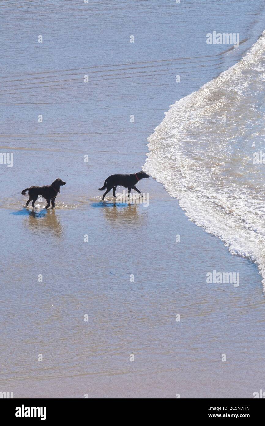 Two dogs standing on the shore as the tide flows in Stock Photo - Alamy