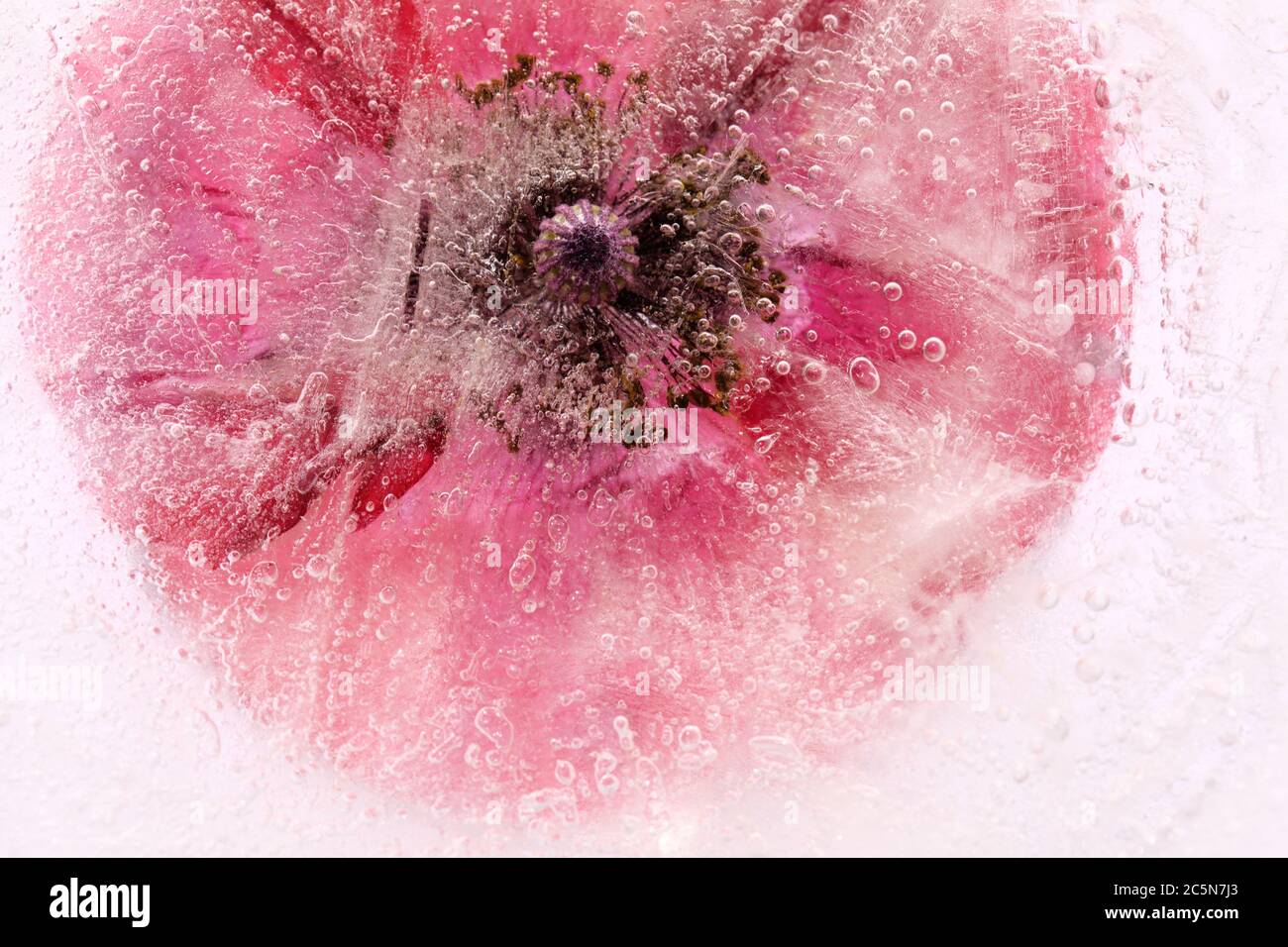 Field poppy flower frozen into a block of ice Stock Photo - Alamy