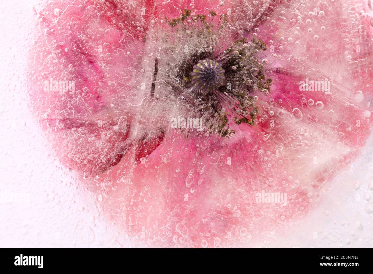 Field poppy flower frozen into a block of ice Stock Photo - Alamy