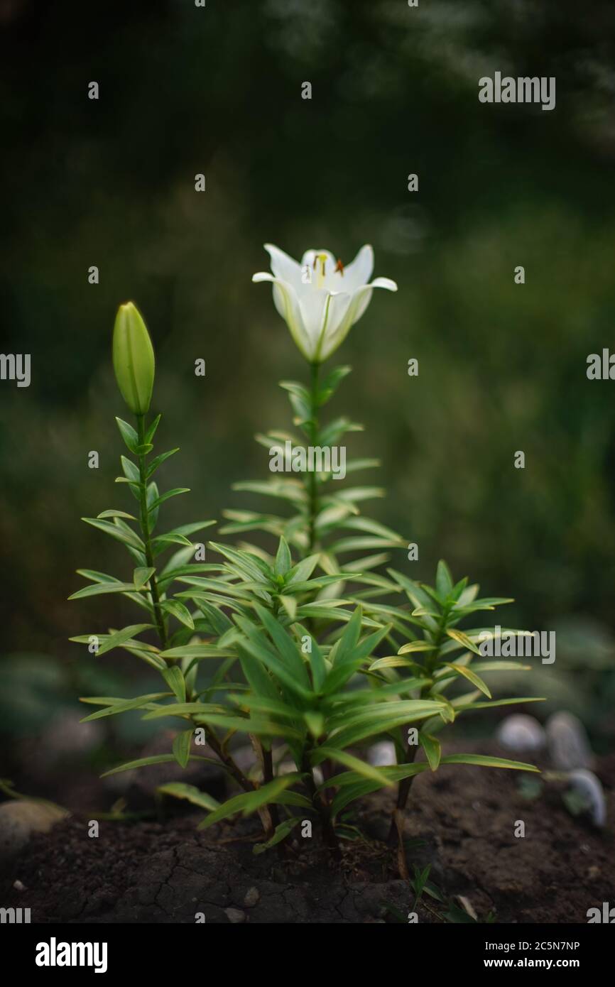 White lily flower grow in summer garden Stock Photo - Alamy