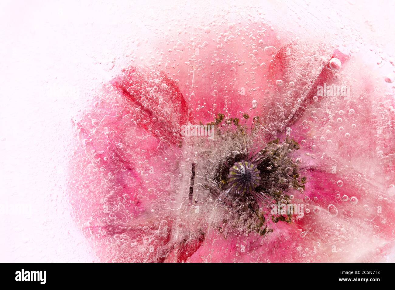 Field poppy flower frozen into a block of ice Stock Photo - Alamy