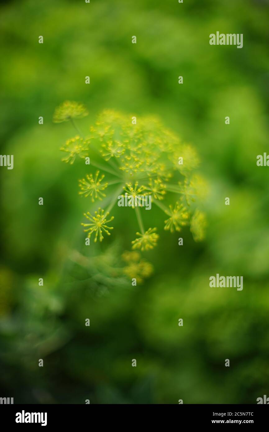 Flowering dill grow in the garden. Selective soft focus Stock Photo - Alamy