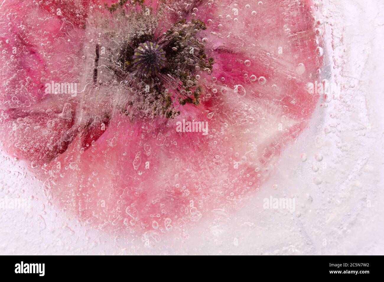 Field poppy flower frozen into a block of ice Stock Photo - Alamy