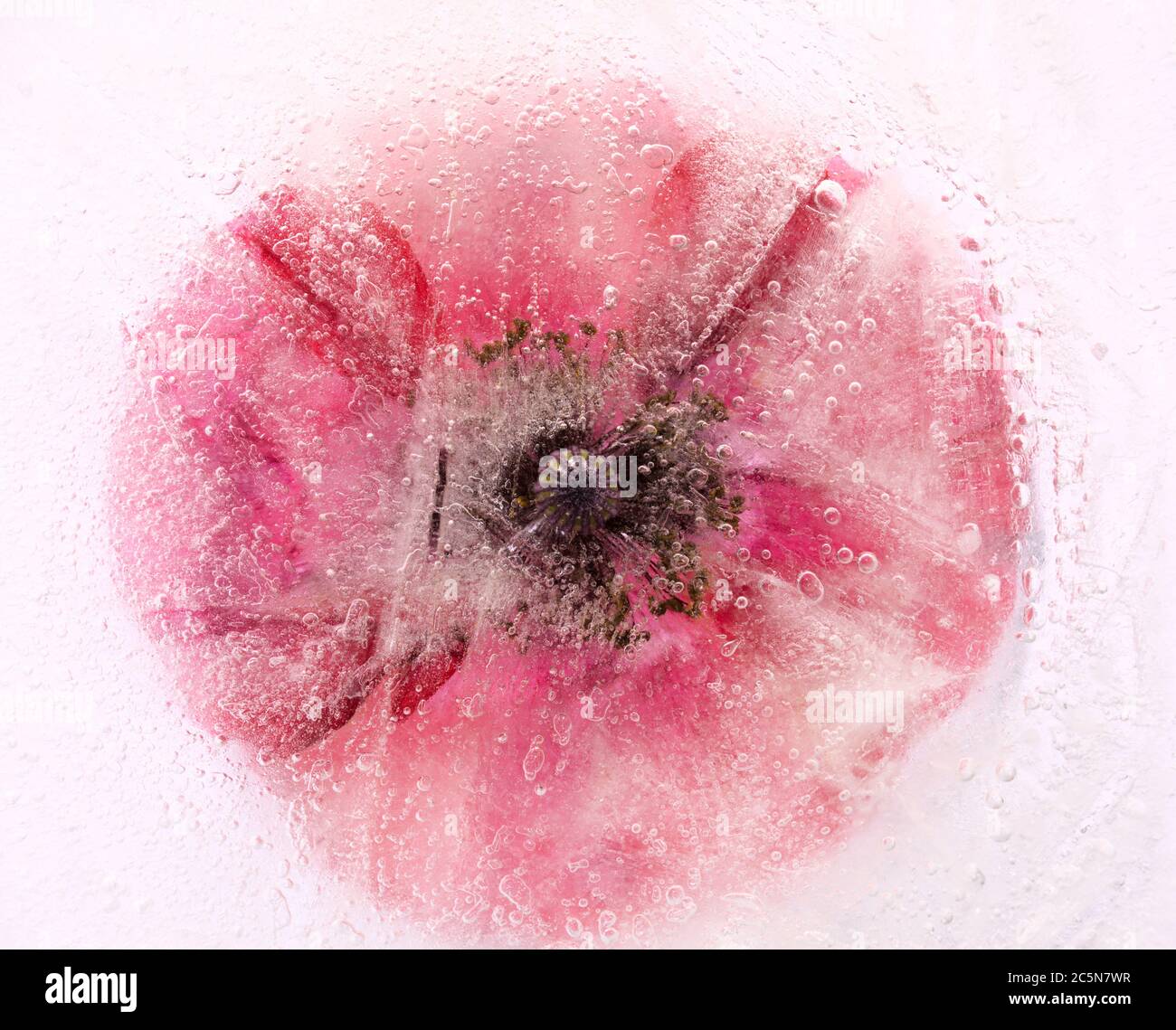 Field poppy flower frozen into a block of ice Stock Photo - Alamy