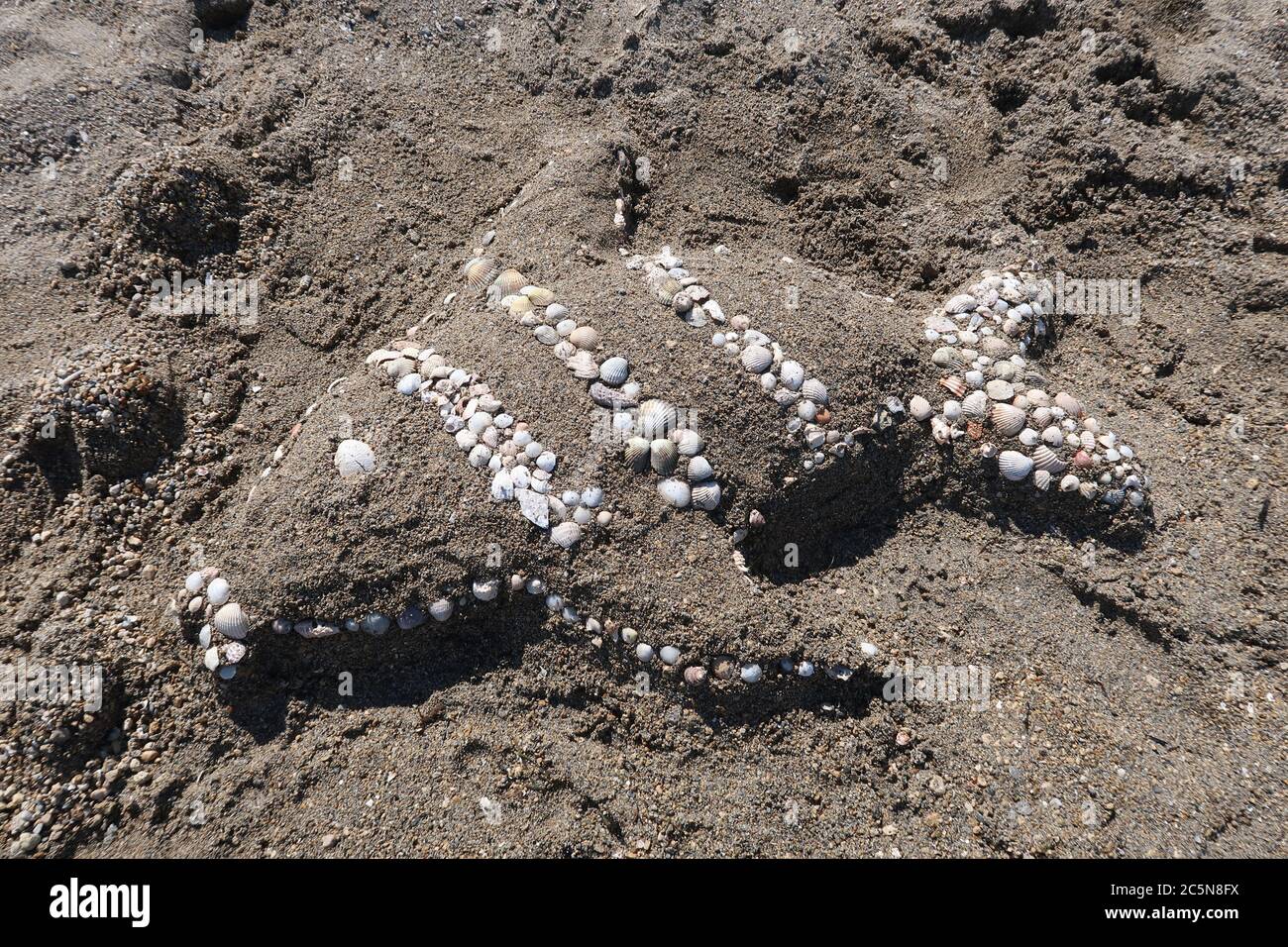 Sea shells seashells hi-res stock photography and images - Alamy