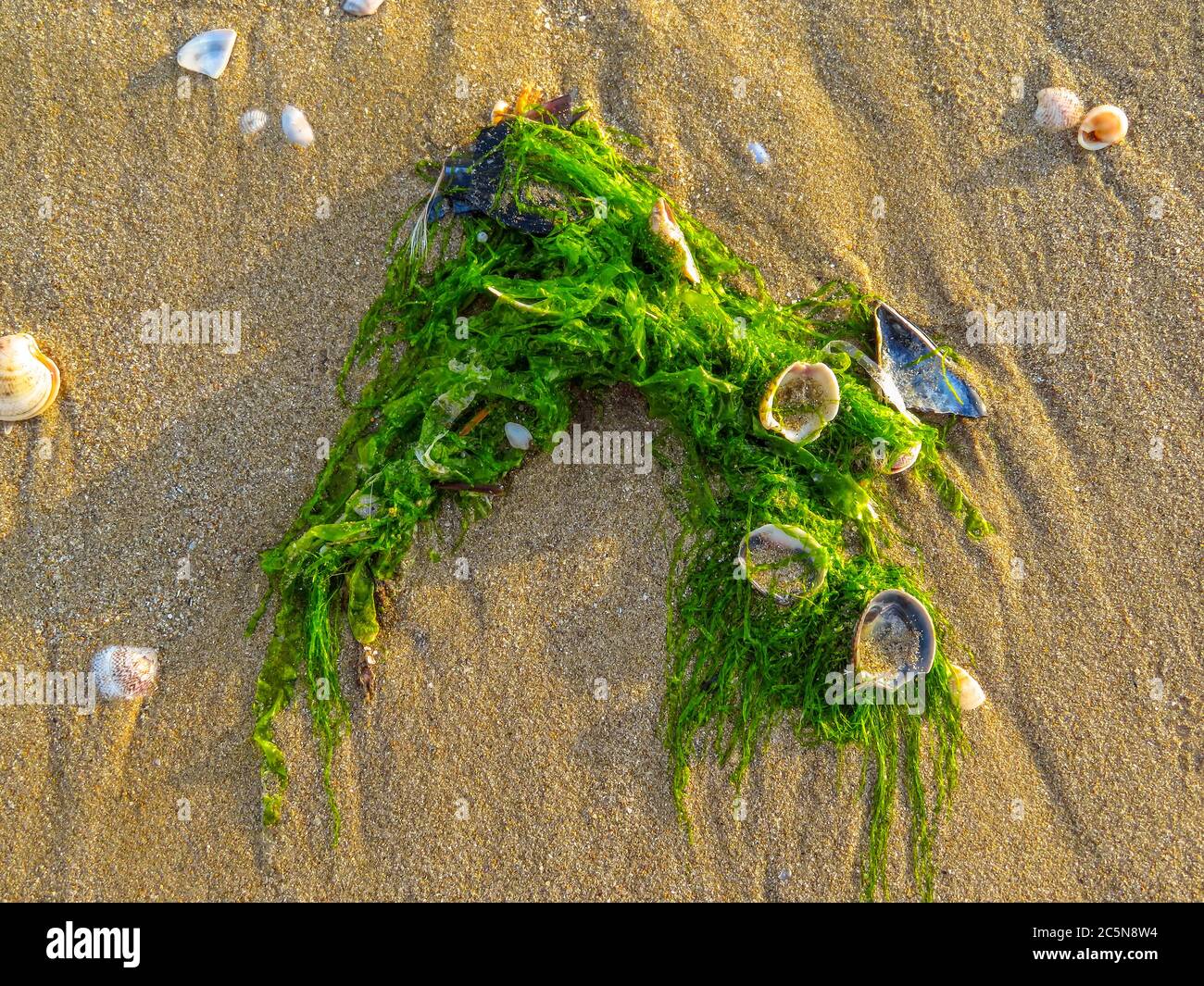 Green algae on shell hi-res stock photography and images - Alamy
