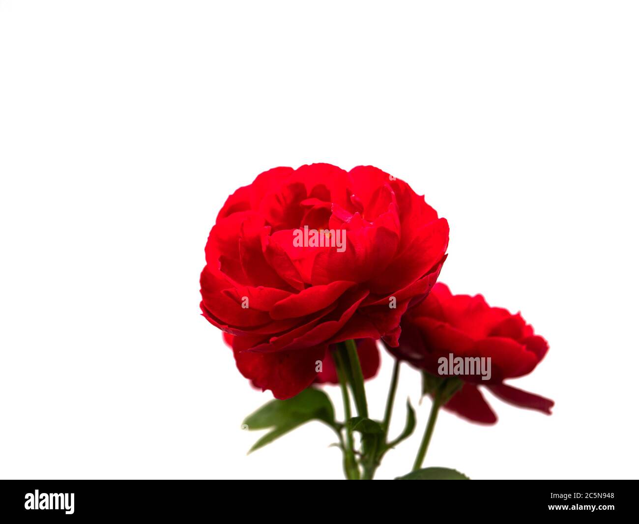 Red rose flower on a white background Stock Photo - Alamy