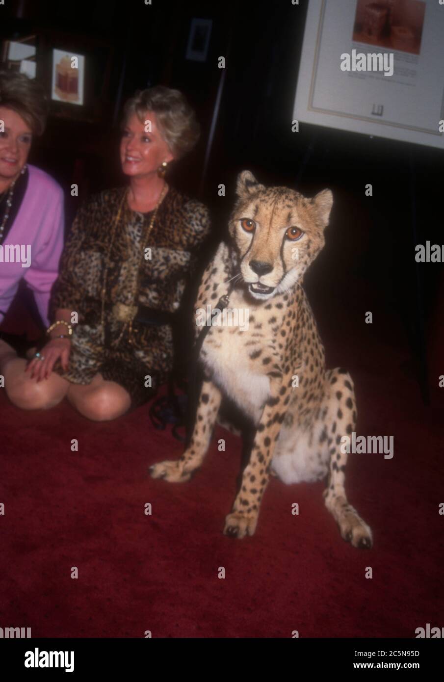 Beverly Hills, California, USA 5th December 1995 Actress Tippi Hedren ...