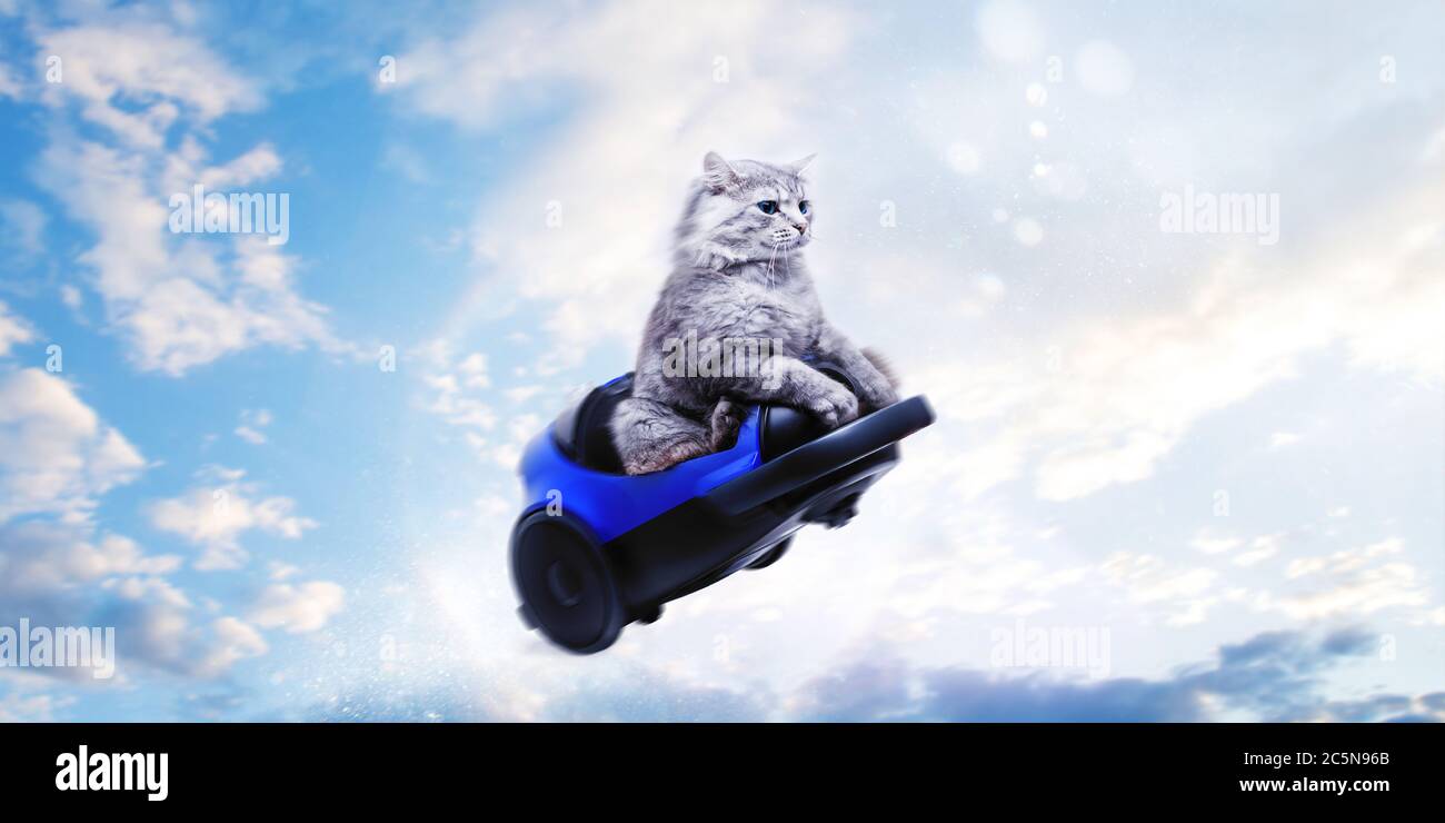 Portraite of cute puppy chihuahua. Little smiling dog on bright trendy ...