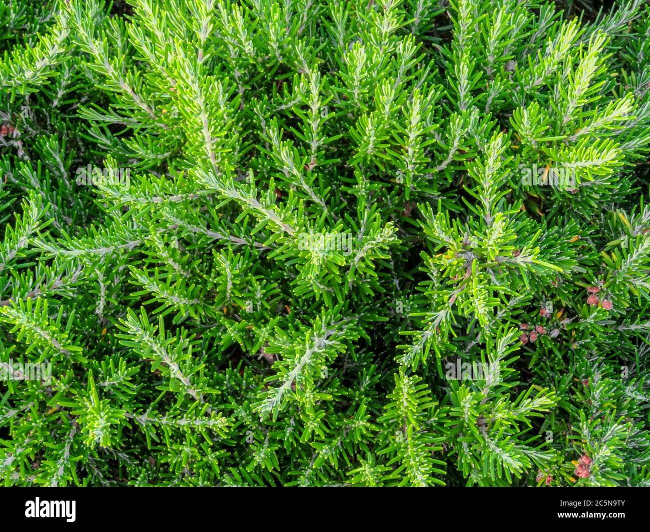 Mediterranean flora - Green hedge of evergreen bushes Stock Photo - Alamy