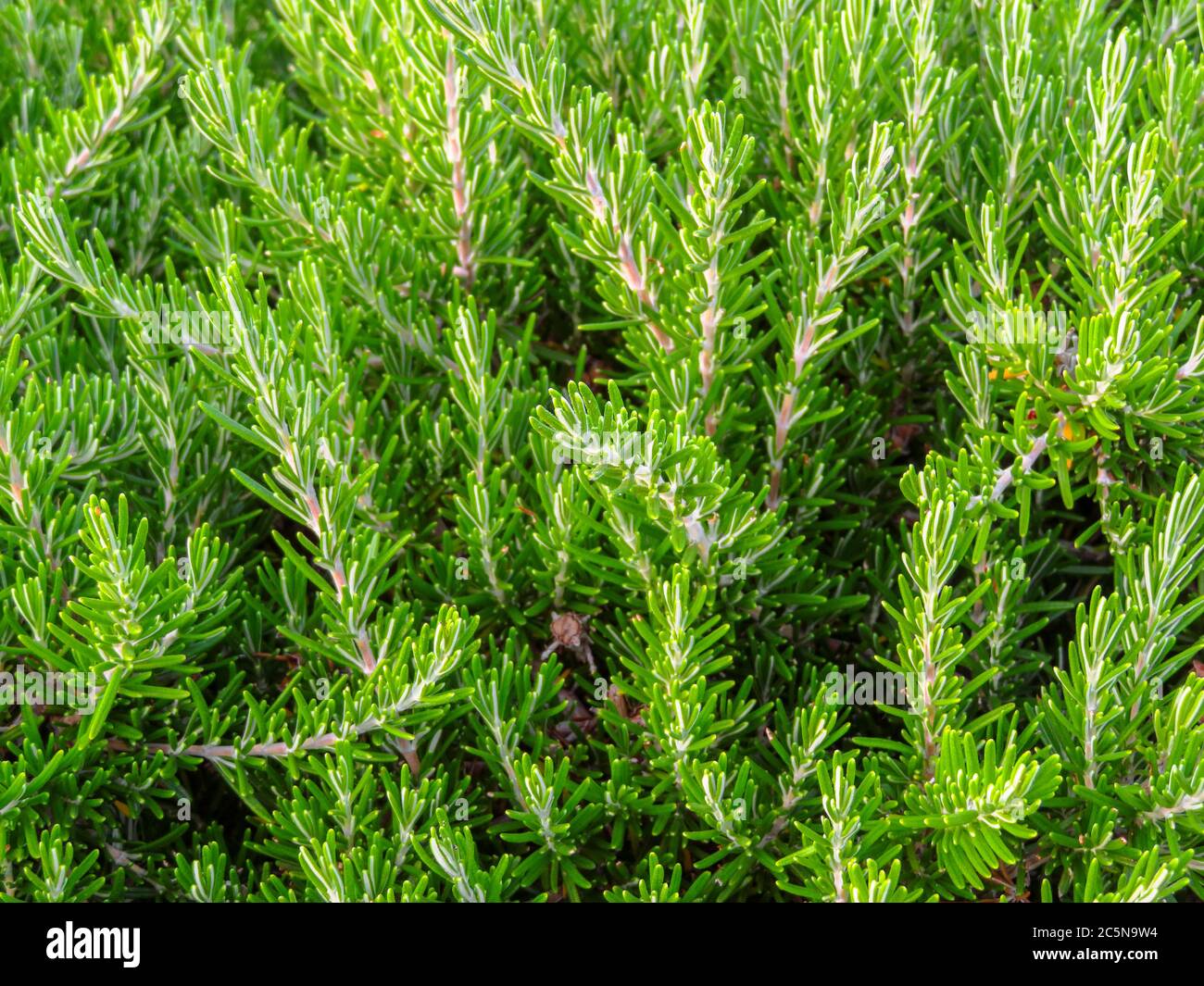 Mediterranean flora - Green hedge of evergreen bushes Stock Photo - Alamy