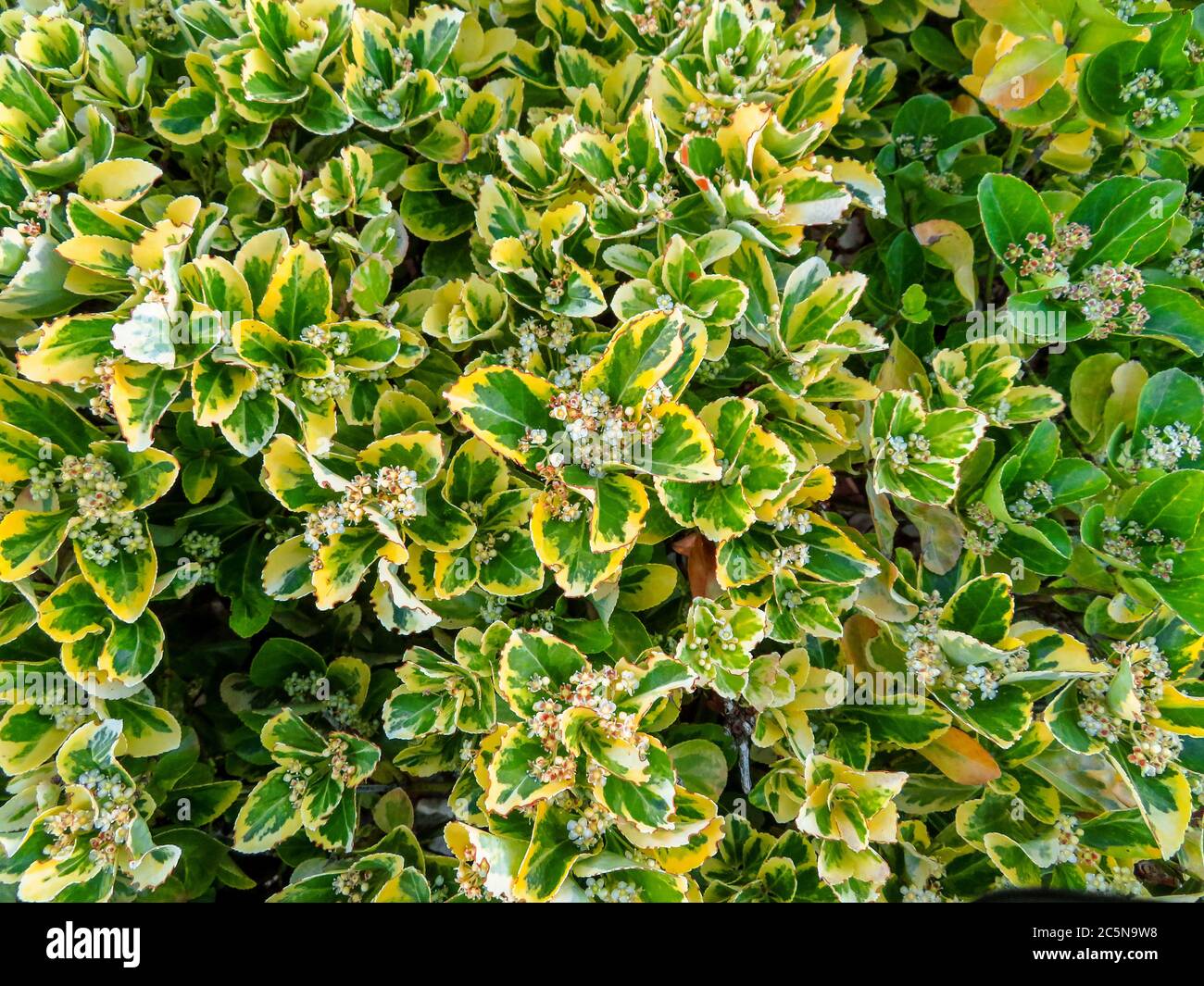 Mediterranean flora - Green hedge of evergreen bushes Stock Photo - Alamy