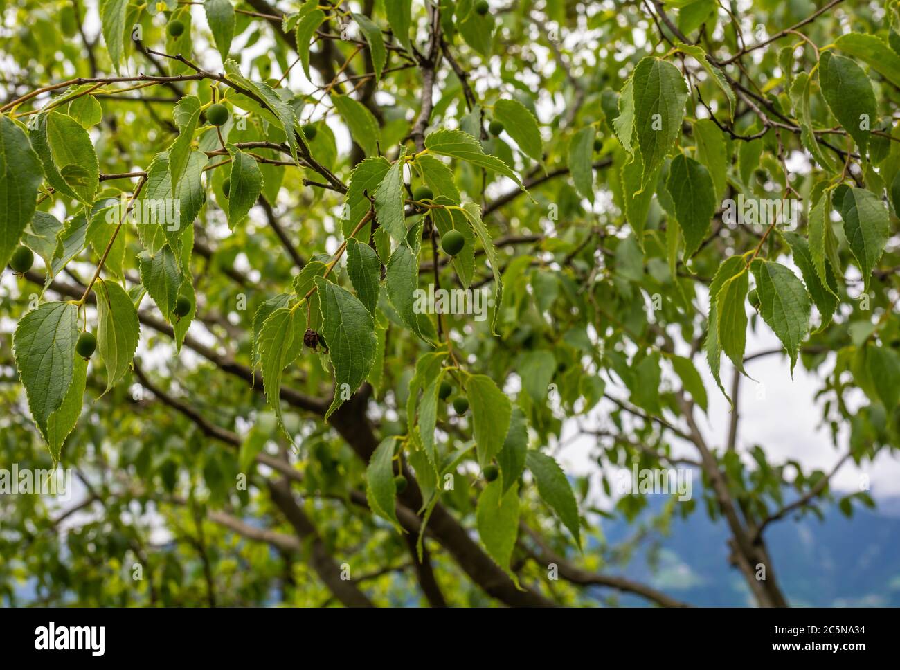 Nettle tree hi-res stock photography and images - Alamy