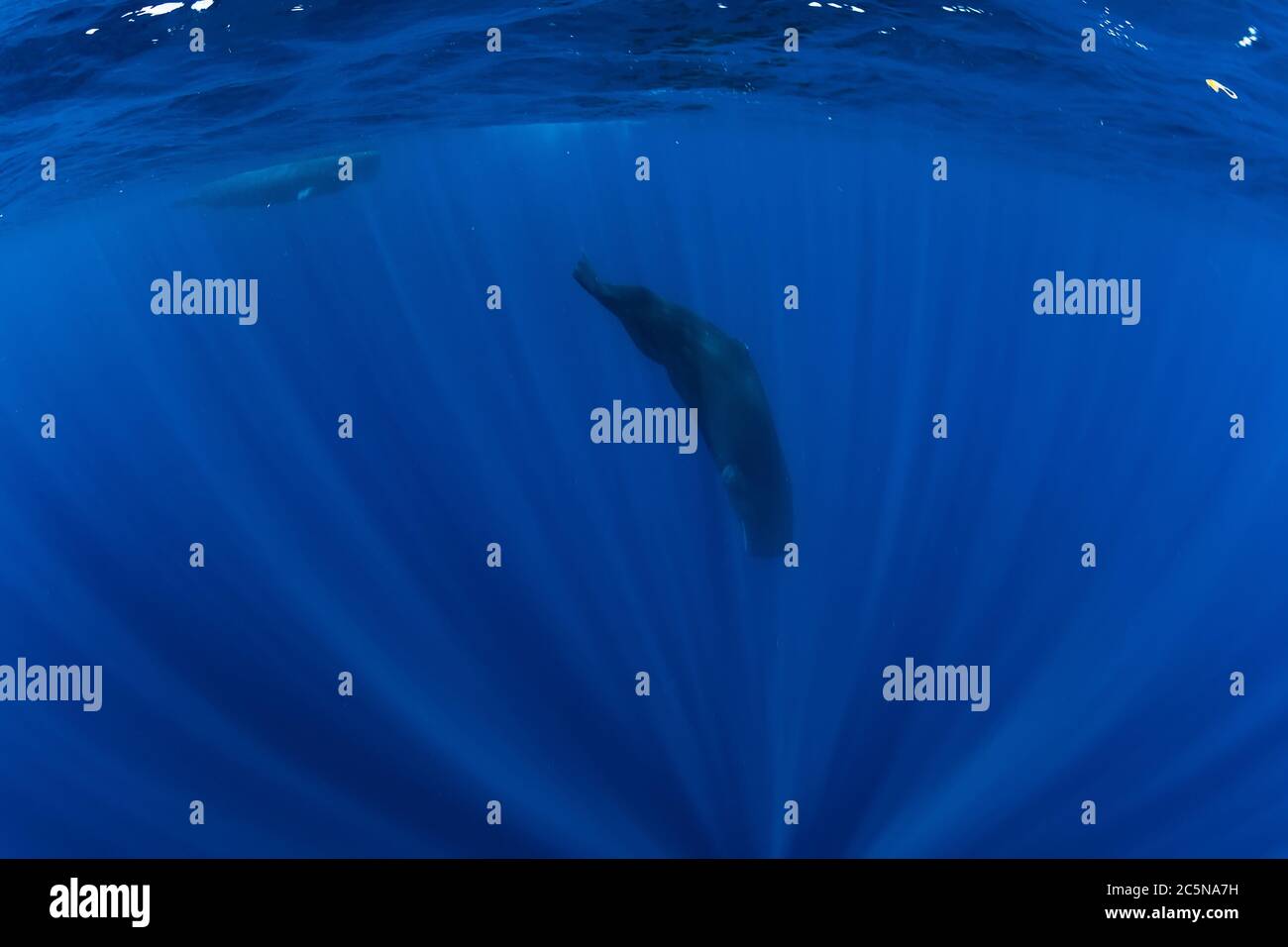 Sperm whales underwater hi-res stock photography and images - Alamy