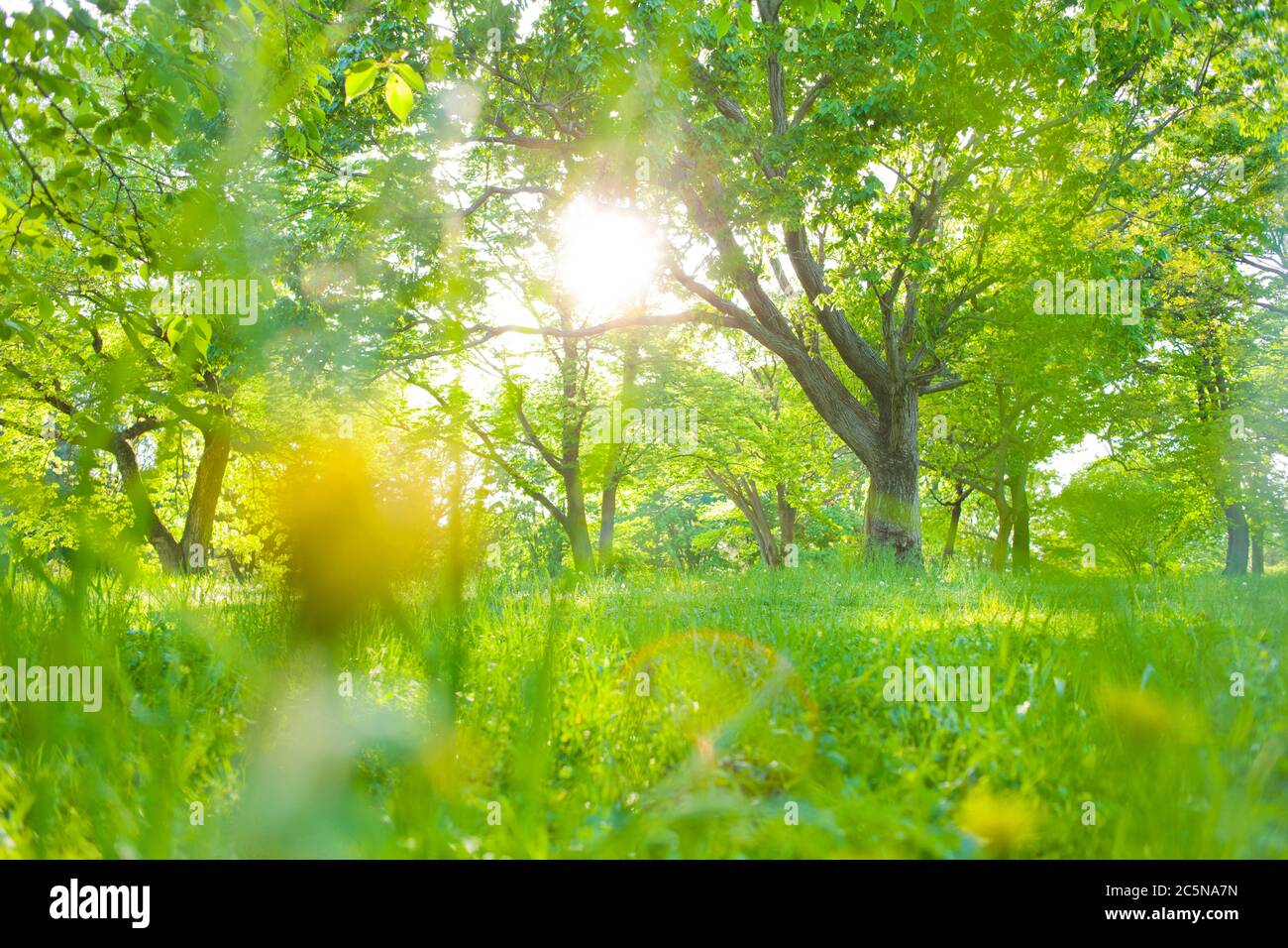 Homepage flower background hi-res stock photography and images - Alamy