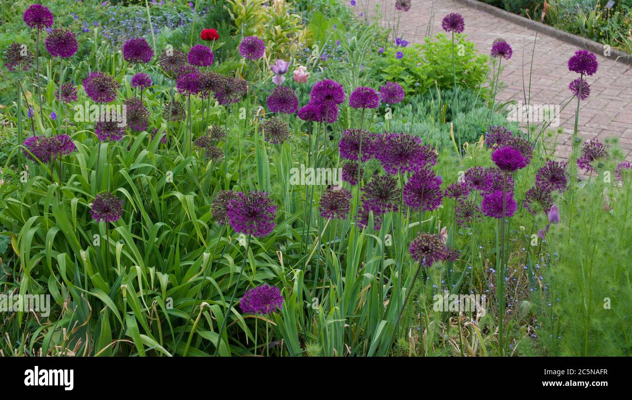 Purple allium background in flowerbed with paved path in background ...