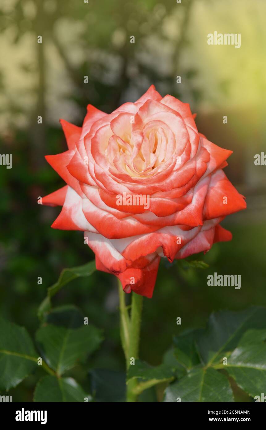 White and red roses blooms in the garden. White and red rose in a ...