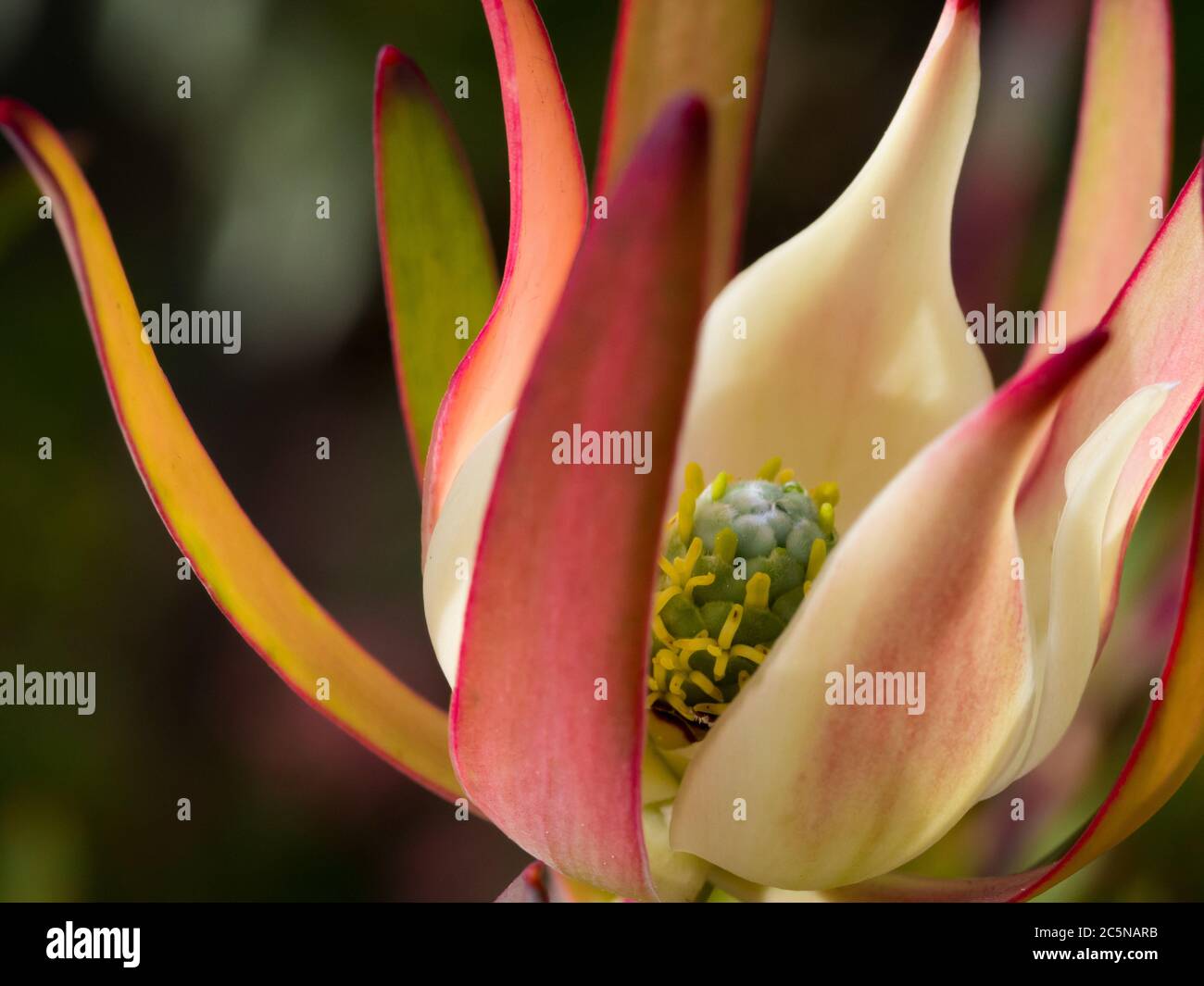 Protea flower hi-res stock photography and images - Alamy