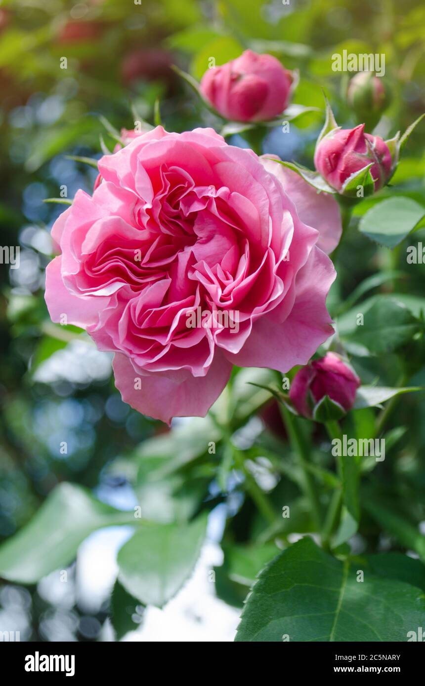 Rose Jubilee Celebration. Jubilee celebration roses in the garden Stock ...