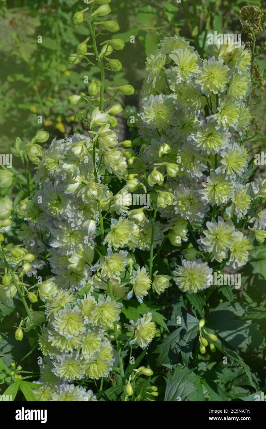 Delphinium Green Twist grows in the garden. Double delphinium flower ...
