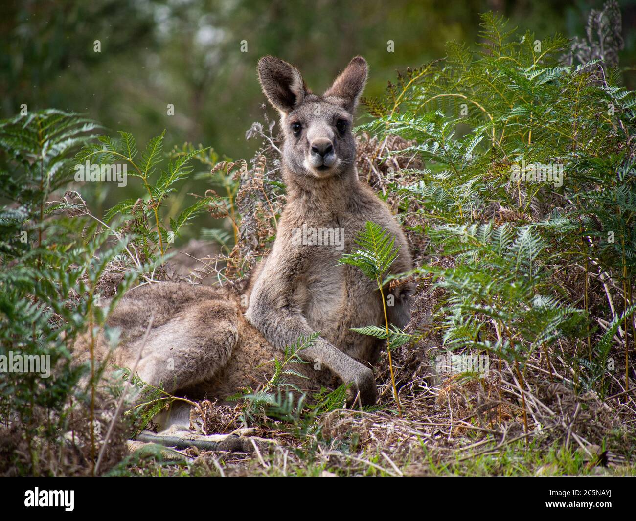 Eastern Grey Kangaroo in the Scrub - Macropus giganteus Stock Photo - Alamy