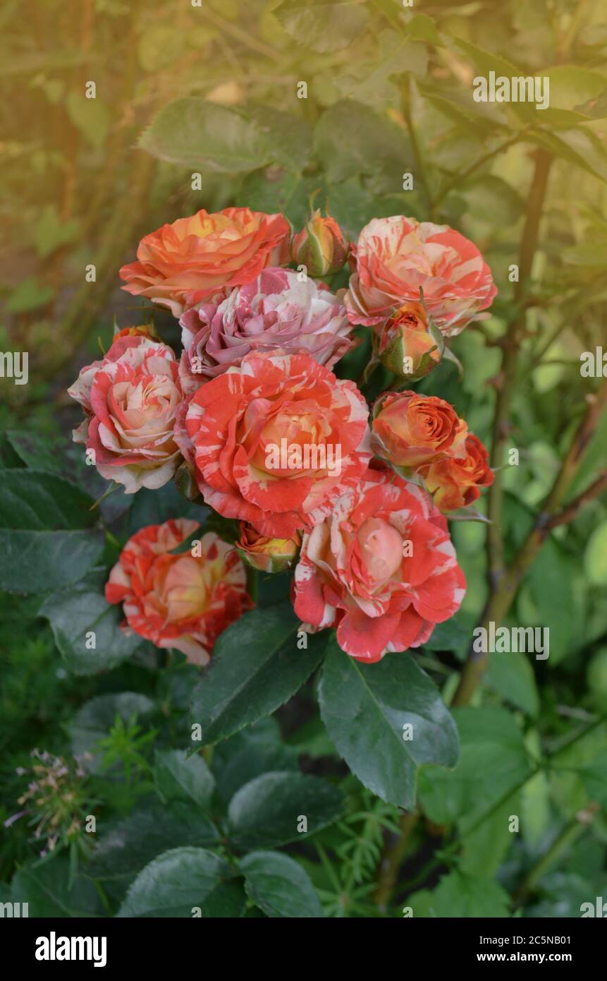 Bicolor yellow red roses with stripes. Multi colored pink yellow red ...