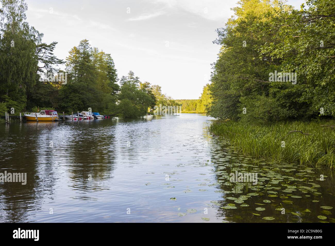Beautiful landscape view of river with green forest trees on both sides ...