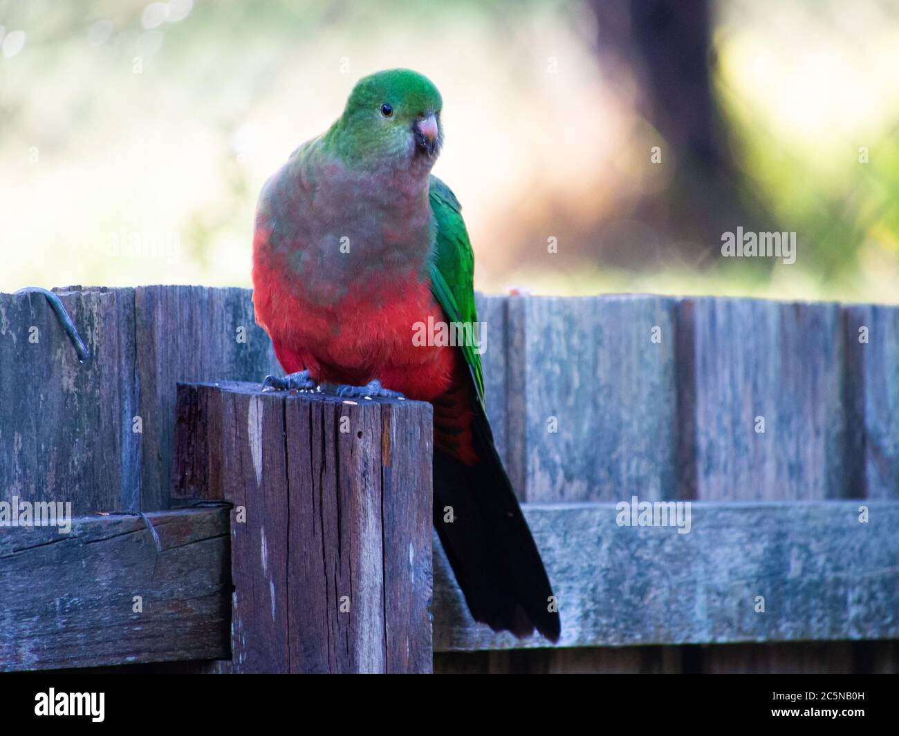 King parrots hi-res stock photography and images - Alamy