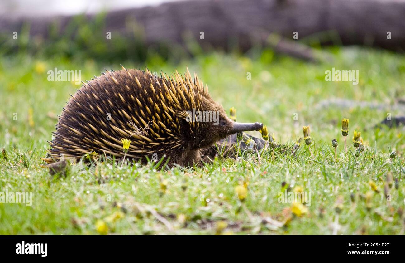 Echidna Egg Hatching