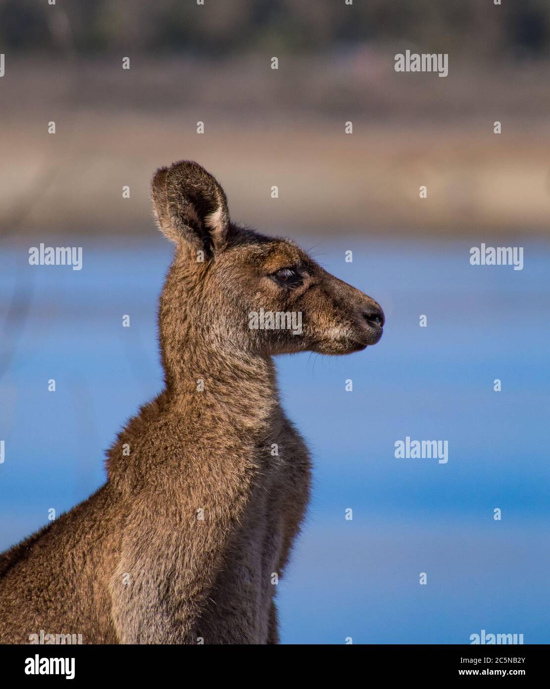 Eastern Grey Kangaroo Portrait - Macropus giganteus Stock Photo - Alamy