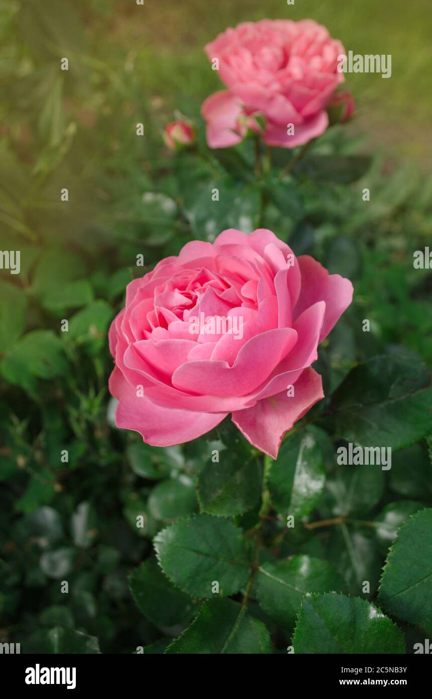 Pink rose flowers. Pink roses grow in the garden. Beautiful pink rose ...