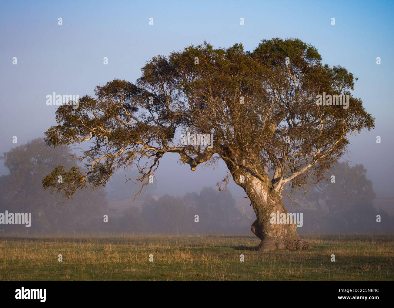 Giant ancient tree hi-res stock photography and images - Alamy