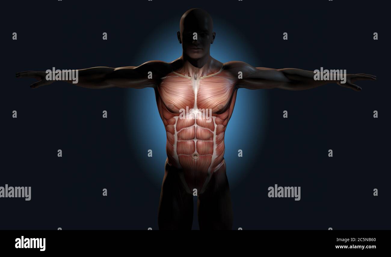3D illustration showing frontmuscles of a man Stock Photo - Alamy