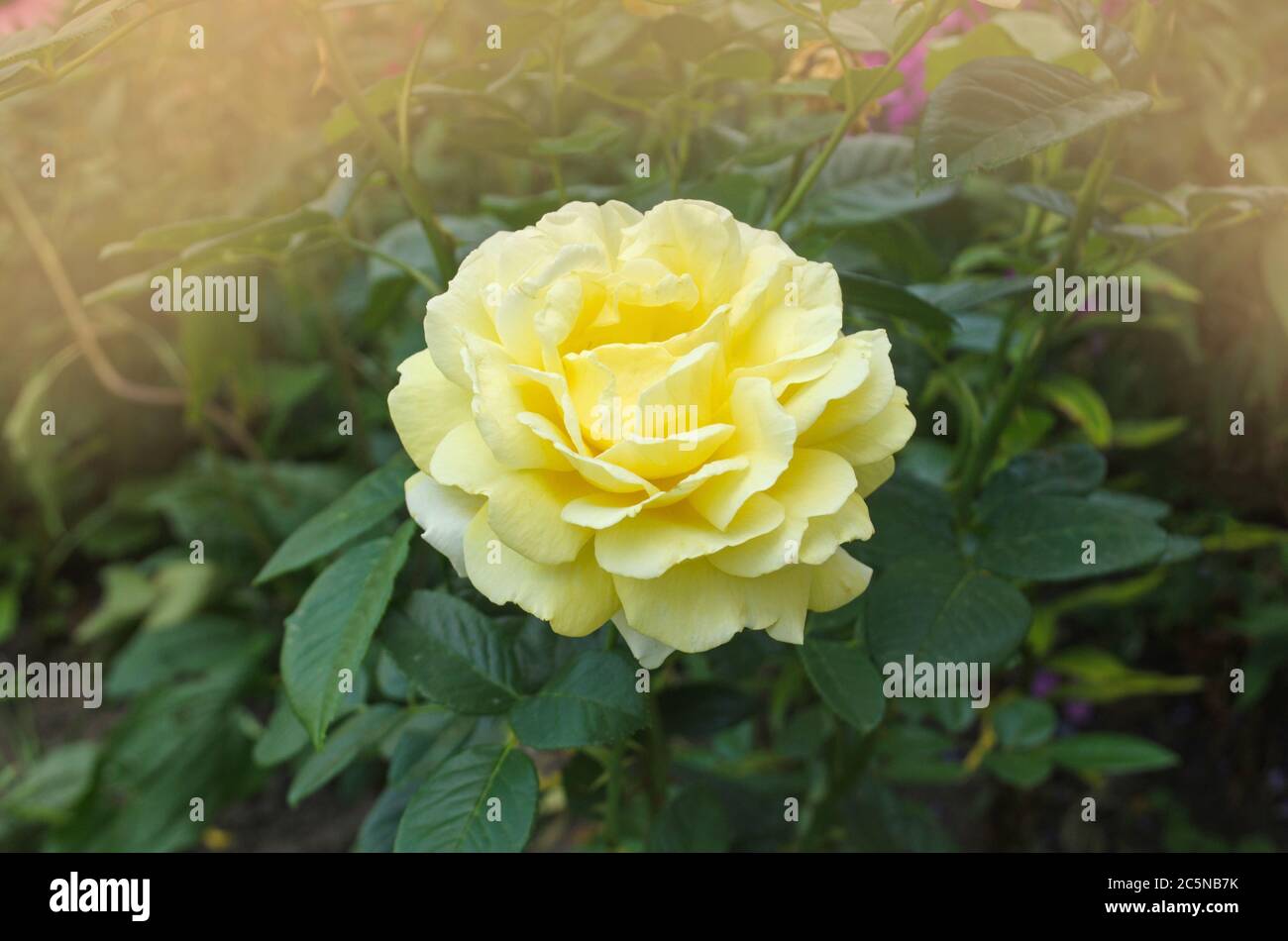 Yellow roses in sunny garden. Beautiful yellow roses. Bush of yellow ...