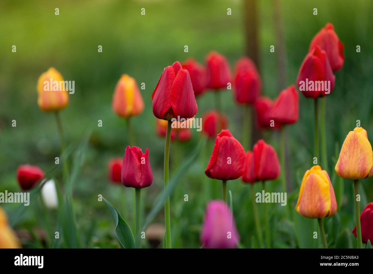Mix of spring tulips flowers. Mixed color tulips in garden. Landscape ...