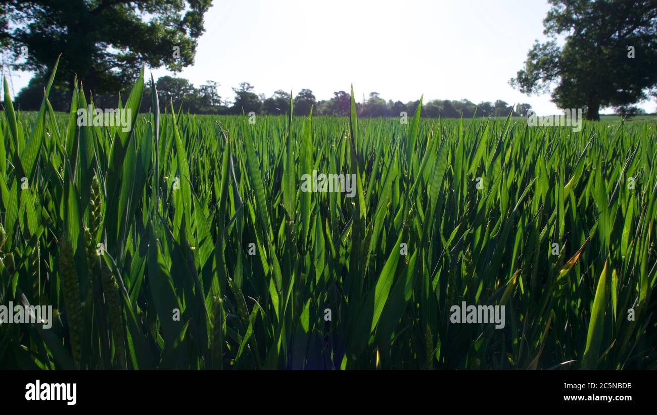 Beautiful early morning corn field in spring with copy space Stock ...