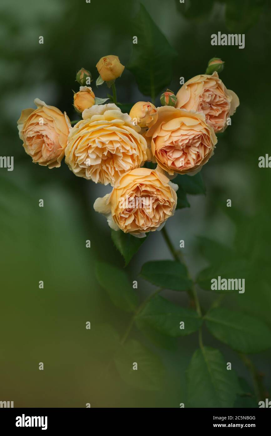 Orange flowering rosa in garden. Blooming orange English rose Stock ...